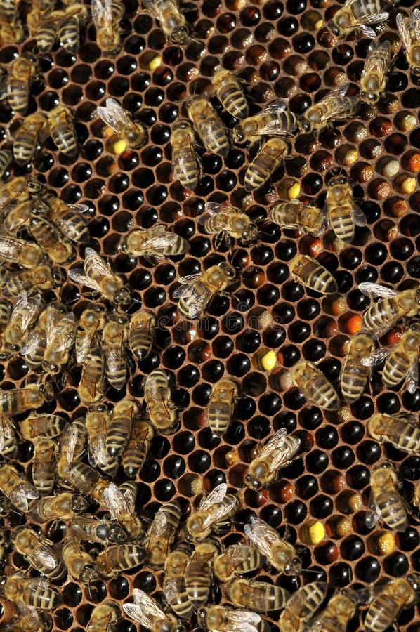 Beekeeping stock image. Image of flora, food, green, house - 44243849