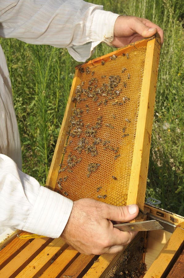 Beekeeping stock image. Image of beehive, ecology, house - 44244039