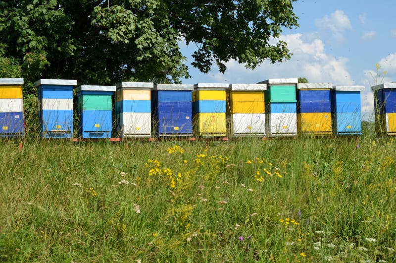 Beehives stock image. Image of fresh, beekeeping, europe - 51141147