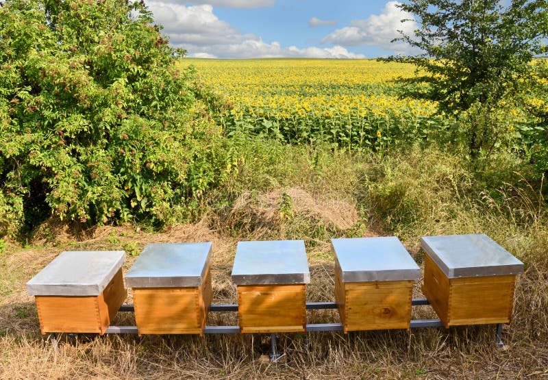 Beekeeping stock image. Image of business, busy, grass - 67318017