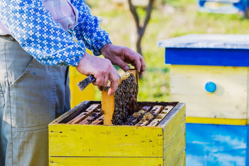 Beekeeper checking hive stock photo. Image of beehouse - 171451544