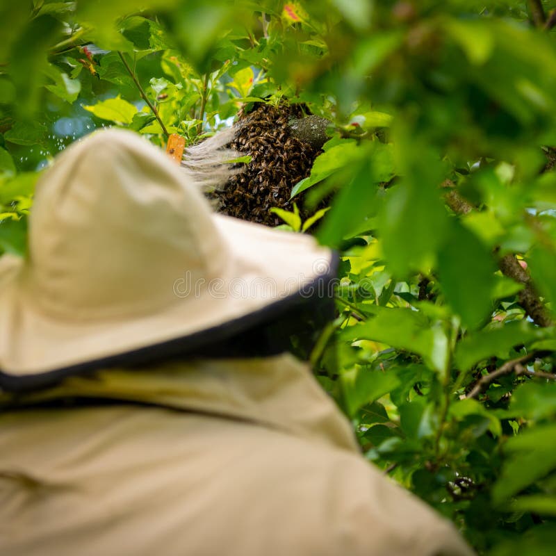 Beekeeper Collecting Honey from Honey Bees Stock Image - Image of ...