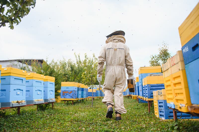 Beekeeping, Beekeeper at Work, Bees in Flight. Stock Image - Image of ...