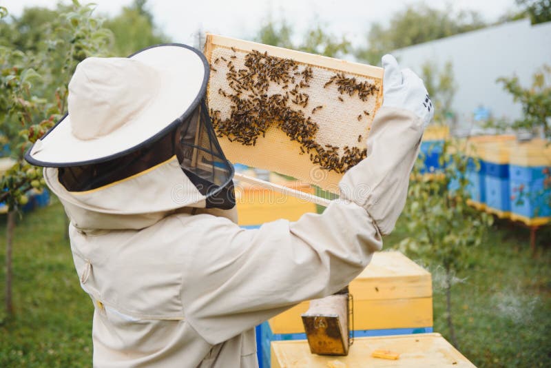 Beekeeping, Beekeeper at Work, Bees in Flight. Stock Photo - Image of ...