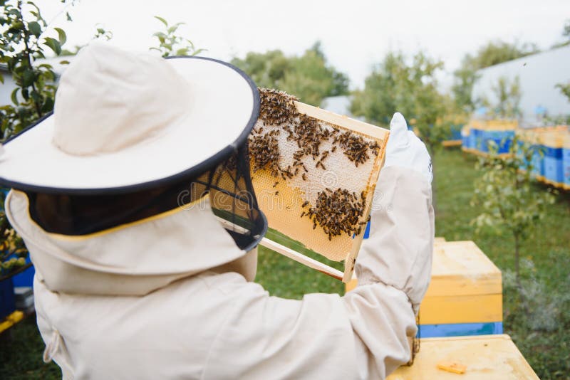 Beekeeping, Beekeeper at Work, Bees in Flight. Stock Photo - Image of ...