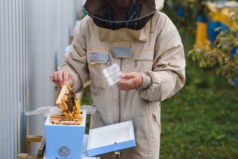 Beekeeping, Beekeeper at Work, Bees in Flight. Stock Photo - Image of ...