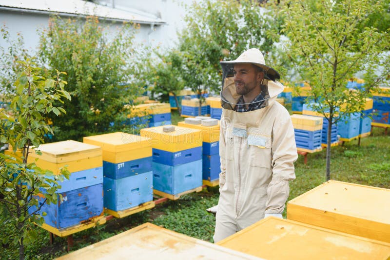 Beekeeping, Beekeeper at Work, Bees in Flight. Stock Image - Image of ...