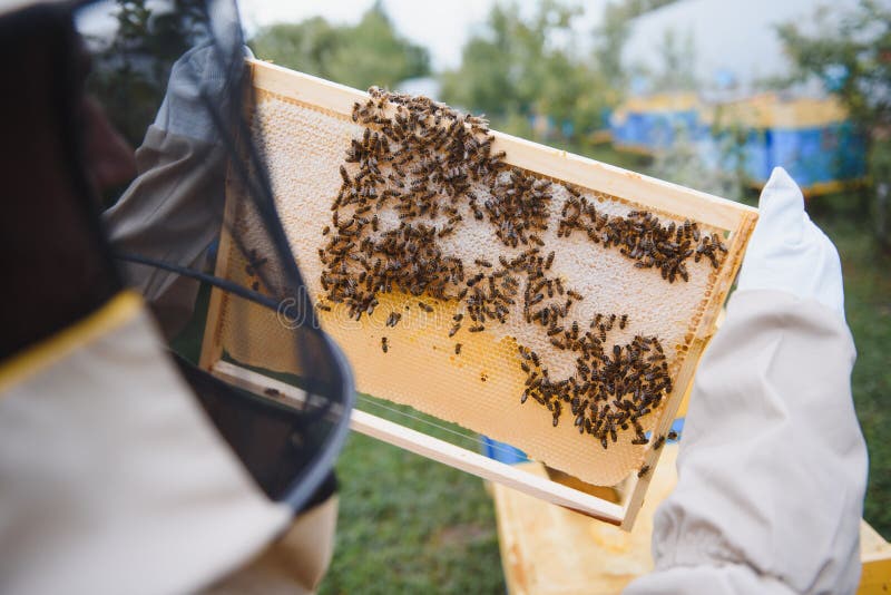 Beekeeping, Beekeeper at Work, Bees in Flight. Stock Image - Image of ...