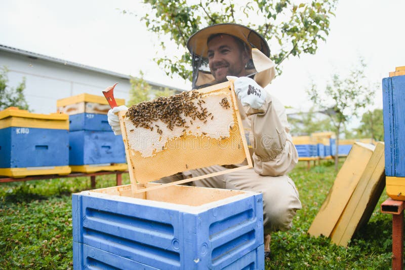 Beekeeping, Beekeeper at Work, Bees in Flight. Stock Image - Image of ...