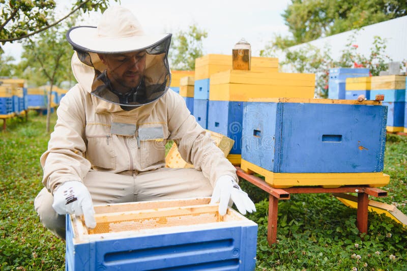 Beekeeping, Beekeeper at Work, Bees in Flight. Stock Photo - Image of ...