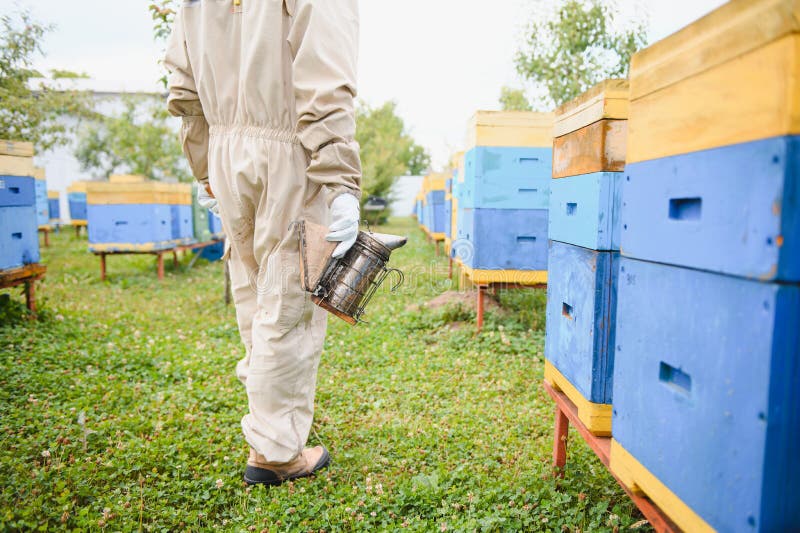 Beekeeping, Beekeeper at Work, Bees in Flight. Stock Photo - Image of ...