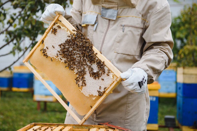 Beekeeping, Beekeeper at Work, Bees in Flight. Stock Image - Image of ...