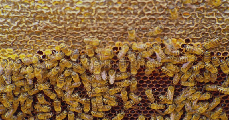Beekeeping. Bees Work on Combs Inside the Hive Stock Footage - Video of ...
