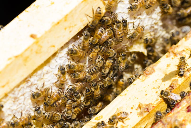 Beekeeping stock image. Image of farming, pollen, insect - 31039839
