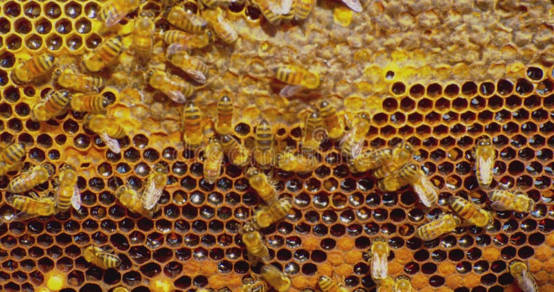Beekeeping. Close Up of Bees on Hive Honeycomb Stock Footage - Video of colony, apiculture ...