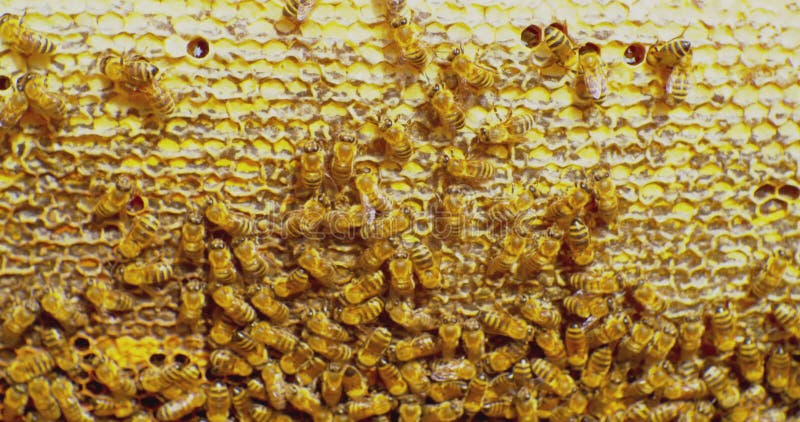 Beekeeping. Crowd of Working Bees on Honeycombs Inside the Hive Stock ...