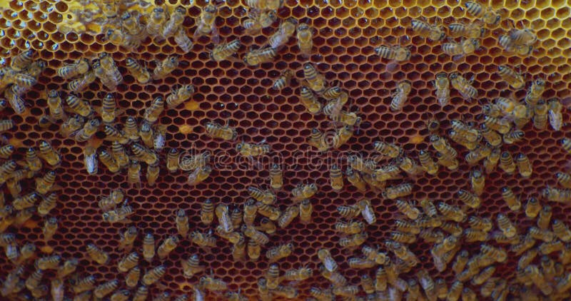 Beekeeping. Crowd of Working Bees on Honeycombs Inside the Hive Stock ...