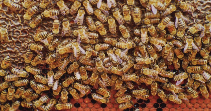 Beekeeping. Crowd of Working Bees on Honeycombs Inside the Hive Stock ...