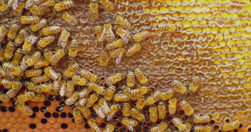 Beekeeping. Crowd of Working Bees on Honeycombs Inside the Hive Stock ...