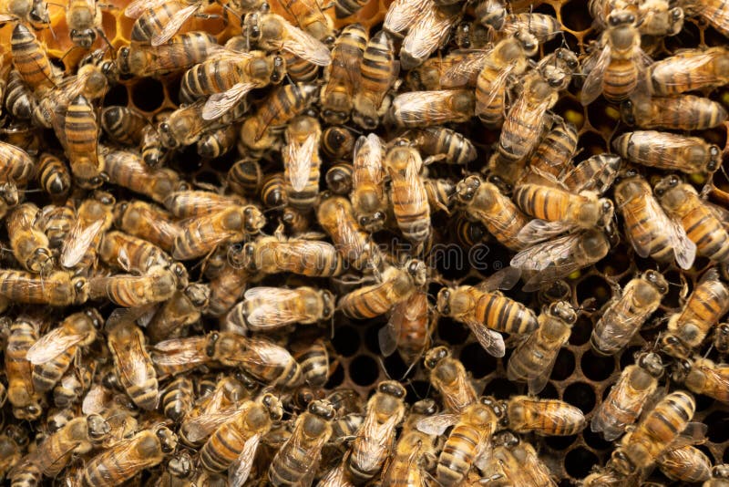 Beekeeping Detail, Bees in Box Stock Photo - Image of nectar, macro ...