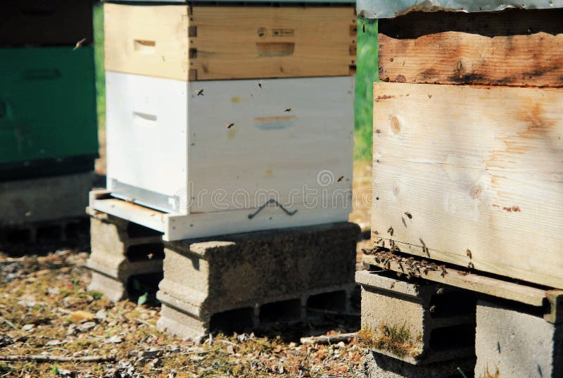 Beekeeping, Havesting Honey, Beekeeping Concept, Apiary in France Stock ...