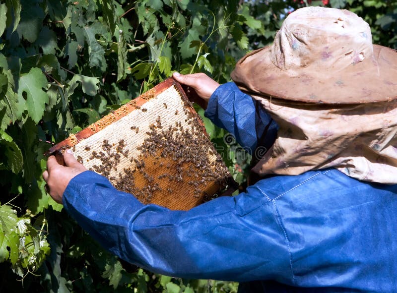 Beekeeping hobby stock photo. Image of agriculture, sweet - 21397712