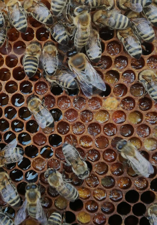 Beekeeping stock photo. Image of honey, nature, bees - 145705250