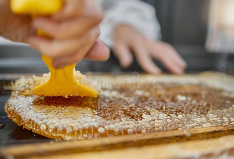 Beekeeping, Honeycomb and Hands with Tools for Honey Collection ...