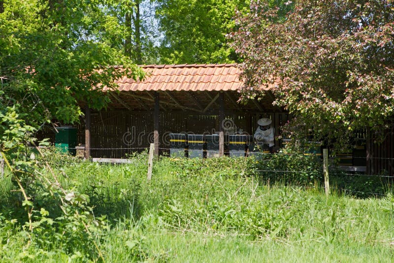 Beekeeping in Hoogeveen Netherlands Editorial Stock Photo - Image of ...