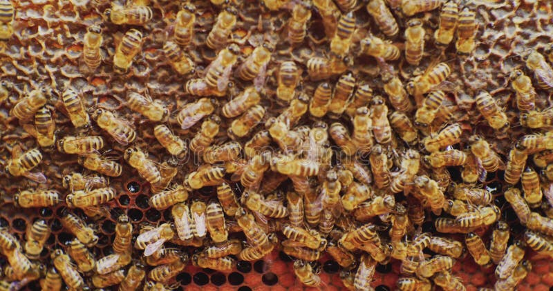 Beekeeping. a Lot of Bees Working on Honeycombs Inside the Hive Stock Video - Video of colony ...
