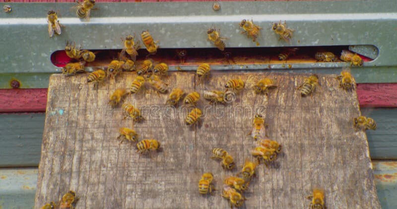 Beekeeping.many Bees Enter and Exit the Old Wooden Beehive Stock ...