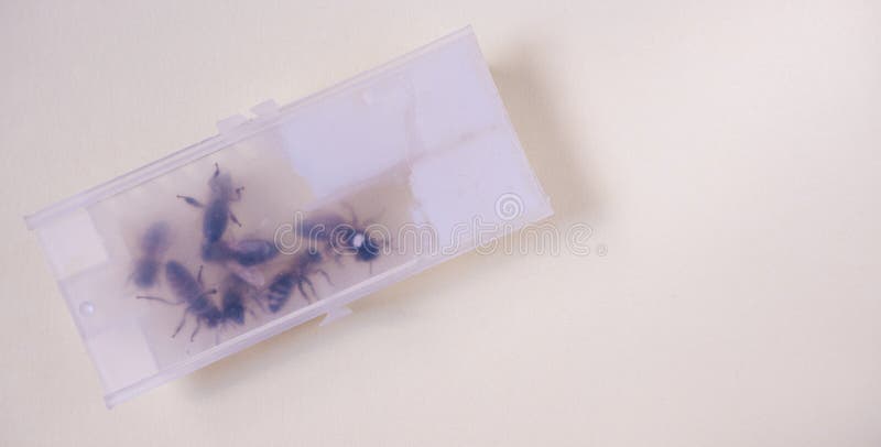 Beekeeping. Queen Bee with Accompanying Bees in a Transport Container ...