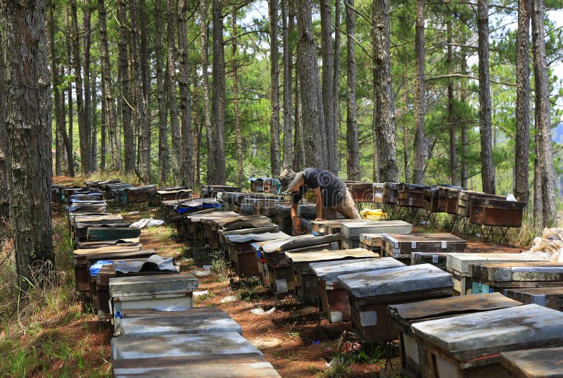 Beekeeping at Vietnam editorial stock photo. Image of beekeeper - 59478153
