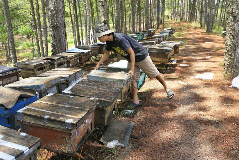 Asia Beekeeping, Vietnamese Beekeeper, Beehive Editorial Photography ...