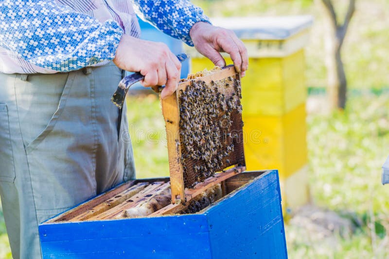 Beekeeper checking hive stock photo. Image of beeyard - 171451302