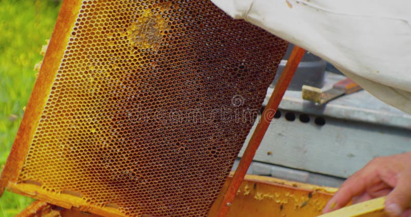 Beekeepingbeekeeper Inserta Un Marco Con Abejas En Hivecloseup Metrajes ...