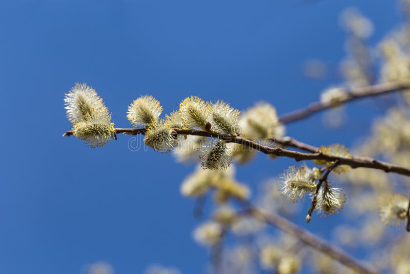 Beeld met els stock afbeelding. Image of april, takje - 117663739