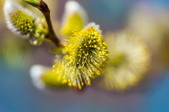 Beeld met els stock afbeelding. Image of lente, knop - 117663747