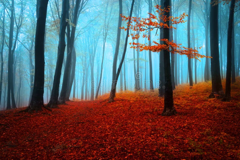 Mooi bos tijdens de herfst stock foto. Image of mist - 30159126