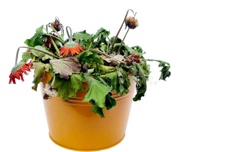 Beeld van dode bloemen stock afbeelding. Image of overlijdt - 31087503