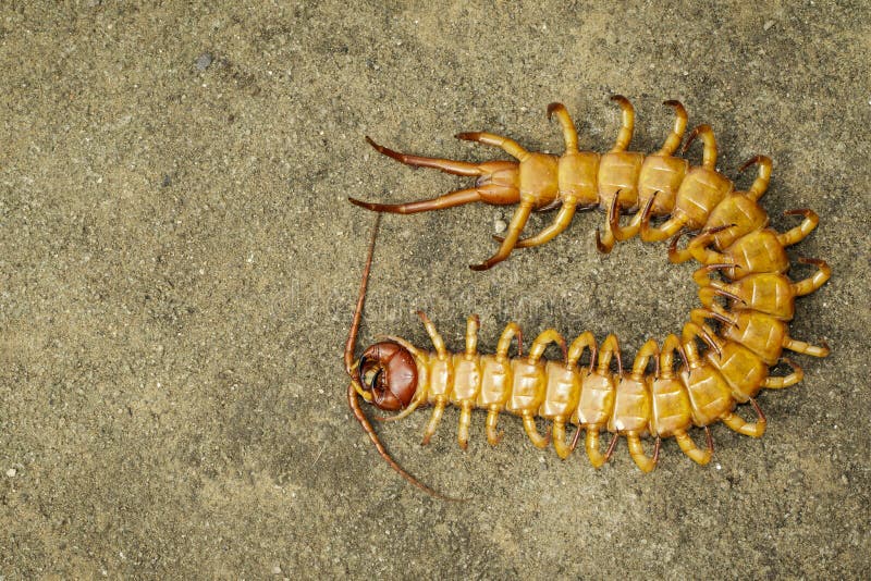 Beeld Van Dode Centipees of Chilopoda Op De Grond. Dier. Giftige Dieren ...