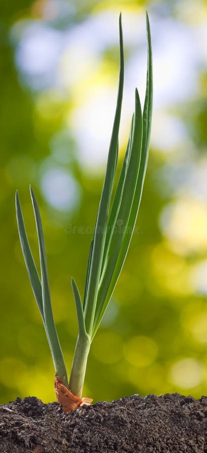 Beeld Van Een Het Groeien Groene Ui Dicht Omhoog Stock Afbeelding ...