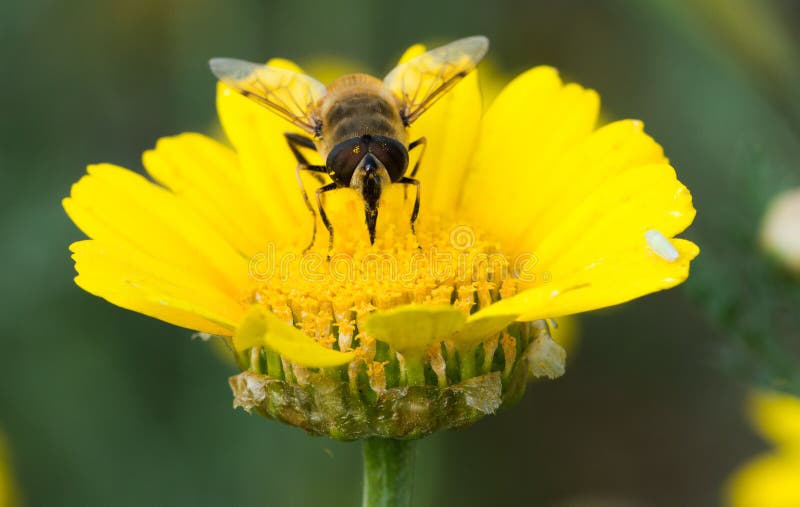 Bee macro stock photo. Image of april, detail, close - 39870192