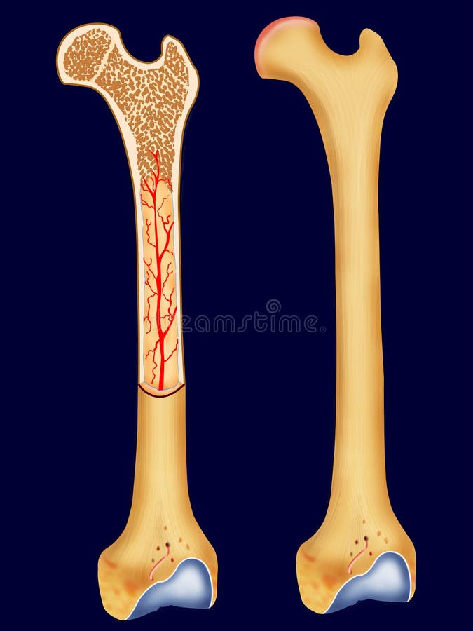 Beenderen stock illustratie. Illustration of diagnose - 7615988