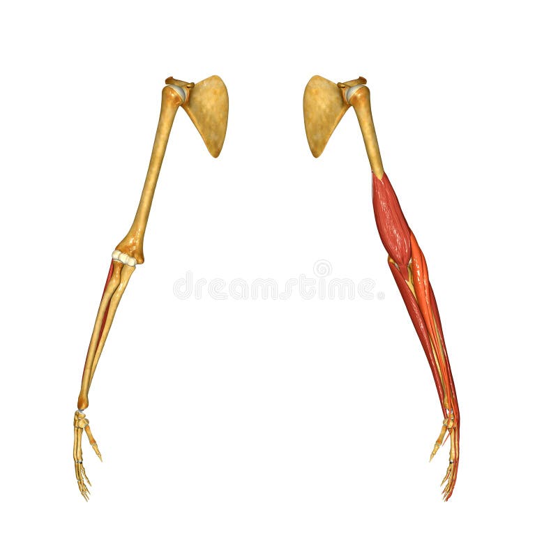 Beenderen Van De Arm En De Hand Stock Illustratie - Illustration of ...