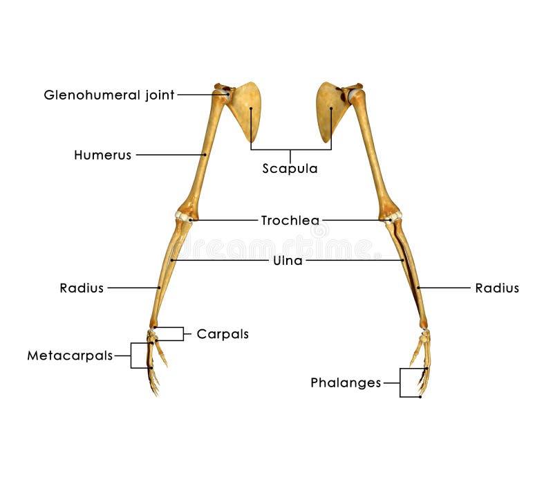 Beenderen Van De Arm En De Hand Stock Illustratie - Illustration of ...