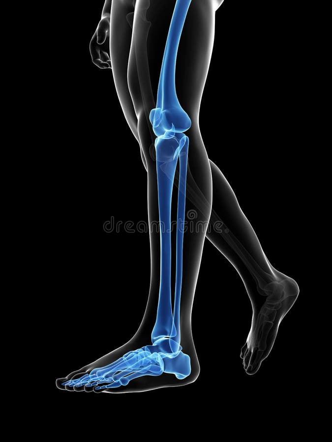 Beenderen Van Benen & X28; Femur& X29; Stock Illustratie - Illustration ...