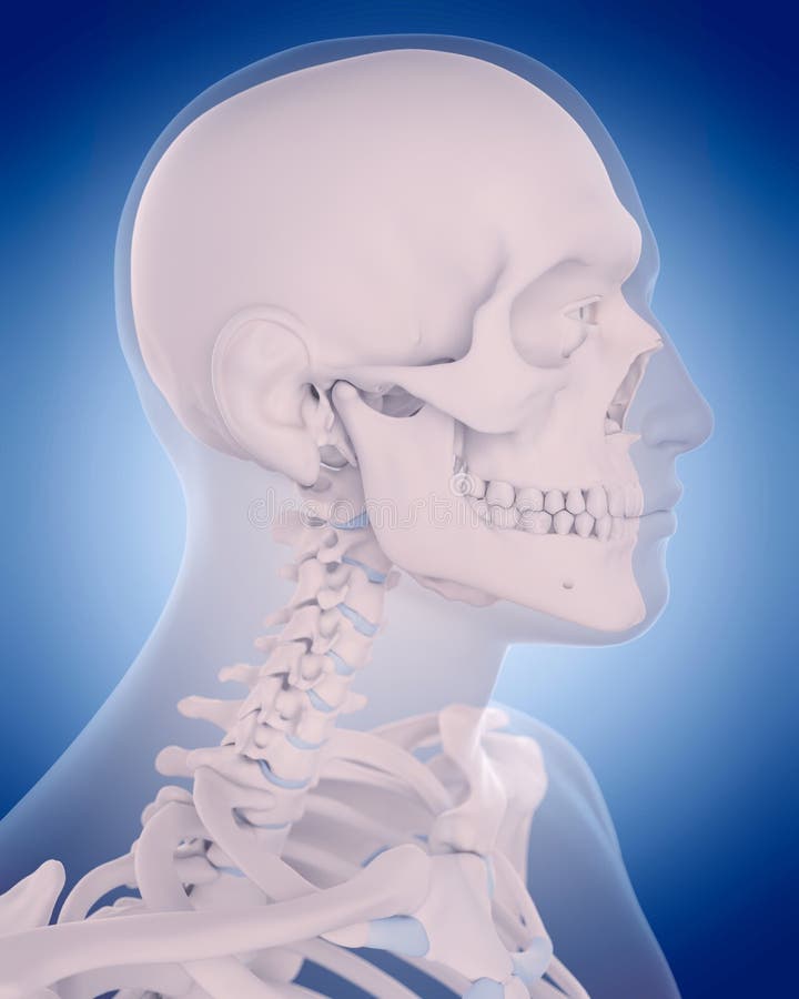 Mandieke Beenderen: Anatomie Van Honden Voor Medische Doeleinden 3d ...