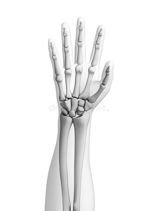Beenderen van de hand stock illustratie. Illustration of anatomie ...