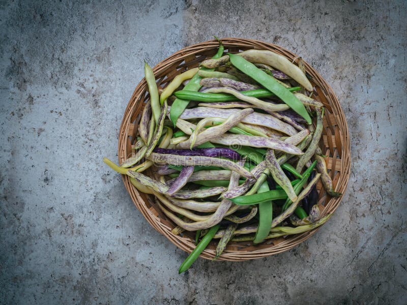 Beens harvest stock image. Image of farm, cuisine, dragon - 391445707